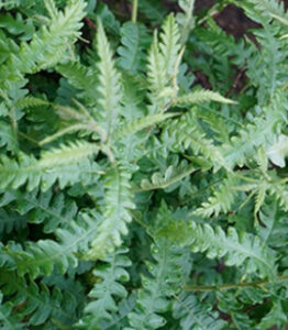 Native Plants - Ponderosa Garden Center